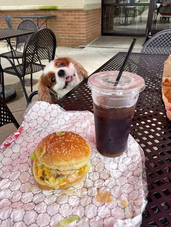 Even dogs appreciate good taste! This outdoor meal scene captures the pet-friendly patio where four-legged friends can watch enviously as you devour Maryland's burger masterpiece.