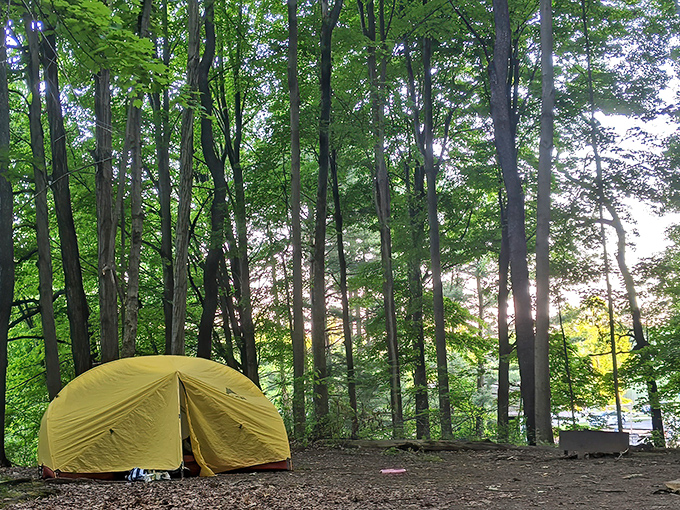 A yellow tent glows like a lantern among cathedral-like trees. Nature's five-star accommodation offers ceiling views no luxury hotel could match.