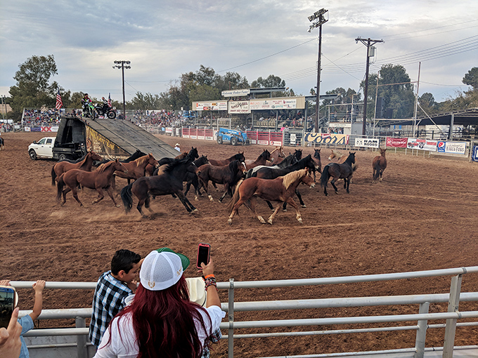 The Cattle Call Arena comes alive with thundering hooves and cheering crowds, celebrating the ranching heritage that built this valley.