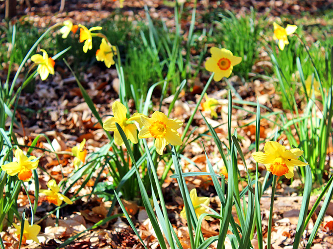 These daffodils aren't just flowers – they're nature's sunshine ambassadors, brightening even the dreariest day with their golden optimism.
