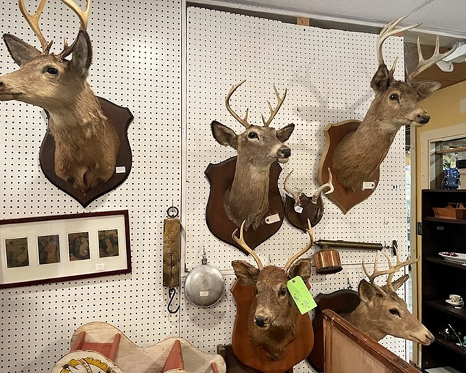 Trophy mounts that once adorned hunting lodges now wait for their next chapter. Taxidermy: the ultimate conversation starter.