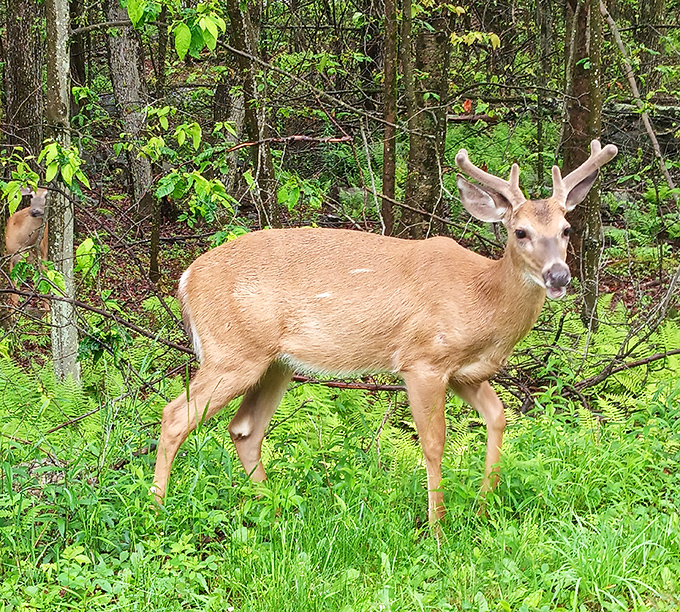"Excuse me, did you make a reservation?" Local wildlife provides the most authentic welcome committee at Tobyhanna State Park.