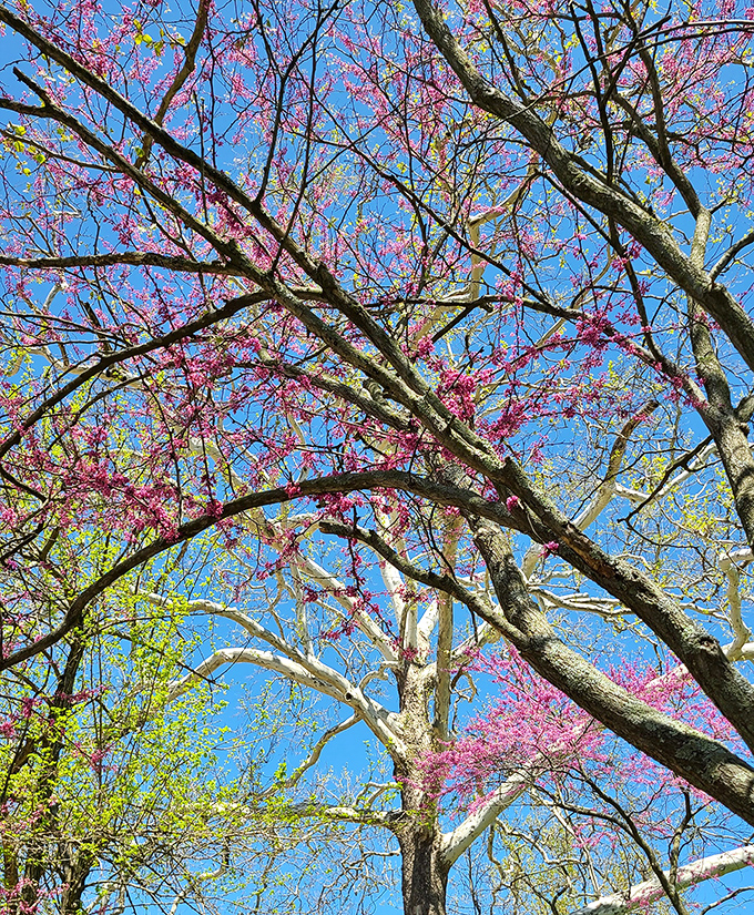 Spring's redbud trees put on a show that makes even the most dedicated indoor people consider becoming temporary nature enthusiasts.