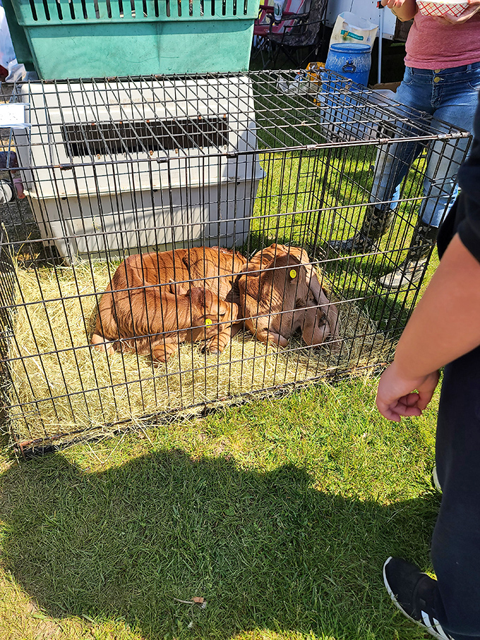 Puppy love in its purest form. These golden bundles of joy remind us that sometimes the best treasures at a flea market aren't for sale.