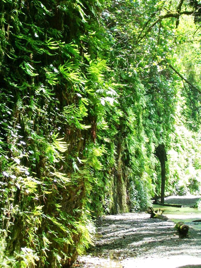 Fifty shades of green doesn't begin to describe this living wall&mdash;a vertical garden that's been perfecting its look for millennia.