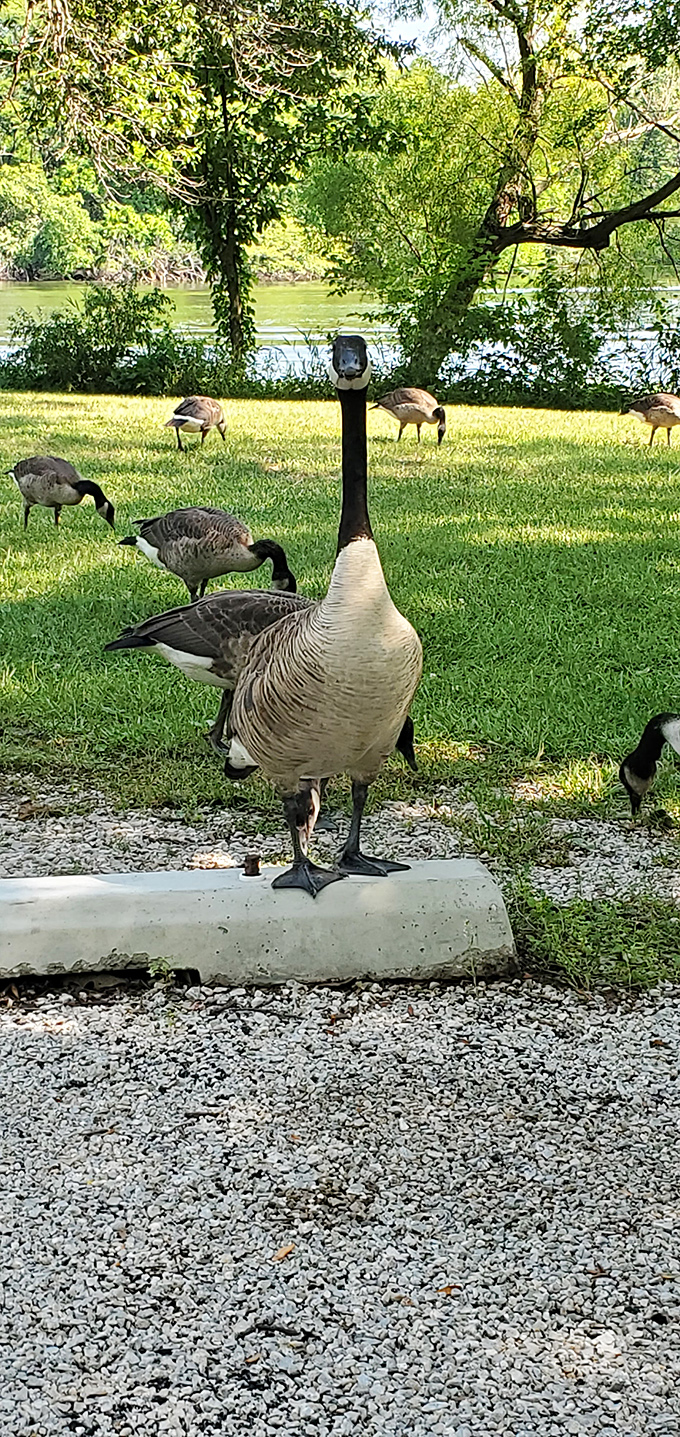 The welcoming committee has arrived! These Canada geese don't need a reservation system&mdash;they've been running this lakefront property for generations.