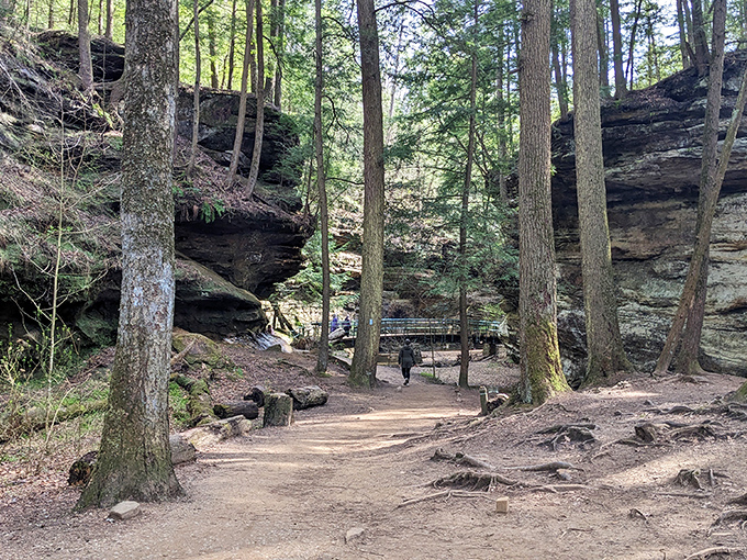 Walking the Gorge Overlook Trail feels like strolling through a fantasy novel. Those aren't just trees; they're ancient guardians of the forest.