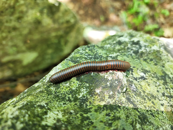 Tiny trailblazer with impressive segmentation. This millipede is living its best life, one hundred feet at a time.