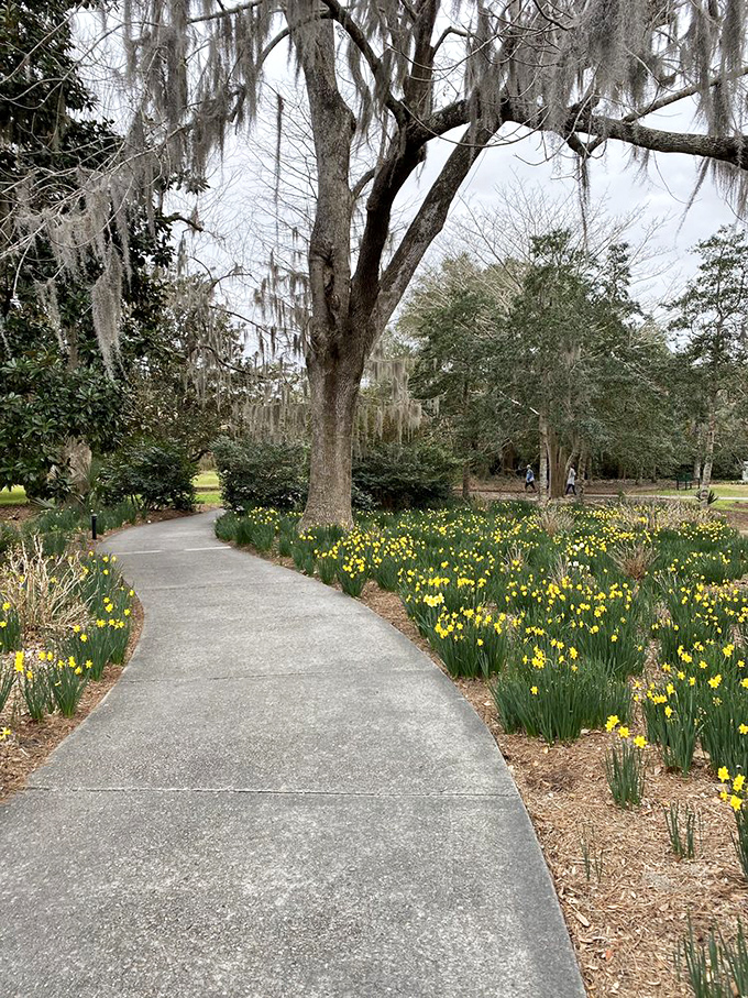Spring announces itself with golden trumpets of daffodils lining pathways beneath dormant trees still dressed in winter's spare elegance.