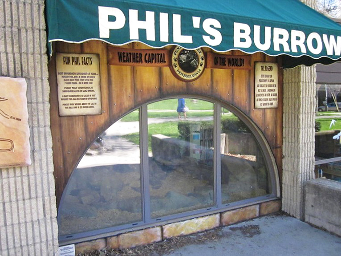 Phil's Burrow: the meteorological equivalent of the Oval Office, where America's most famous groundhog conducts the business of shadow-seeking with surprising dignity.