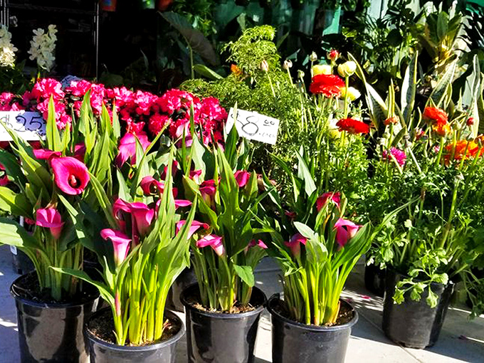 Vibrant calla lilies that would make Georgia O'Keeffe reach for her paintbrush. Garden dreams sprout for just a few dollars per pot.