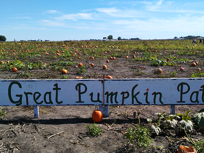 Where pumpkins are born: the Great Pumpkin Patch's sprawling fields offer orange dots as far as the eye can see. Linus would camp here all season.