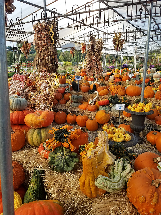 Pumpkin paradise in full glory. Mother Nature showing off her gourd-geous variety that puts basic orange jack-o'-lanterns to shame.