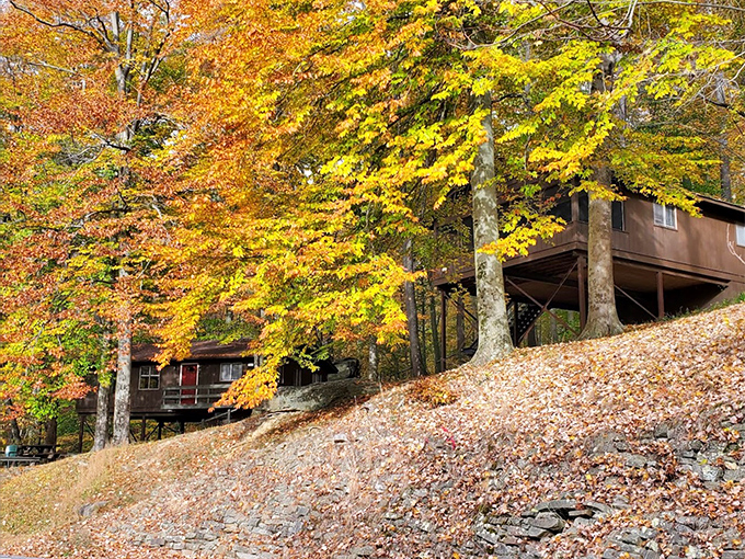 Autumn's color explosion frames these hillside cabins. Fall at Salt Fork delivers the kind of views people in concrete jungles pay designers to recreate.