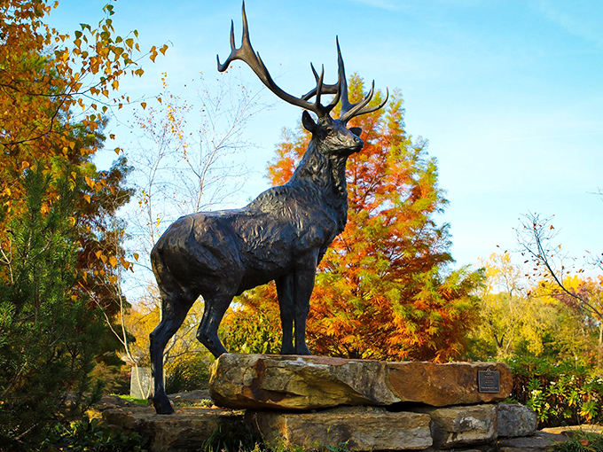 The majestic Roosevelt Elk sculpture stands proud against autumn foliage, looking like he's about to deliver a TED talk on wilderness preservation.