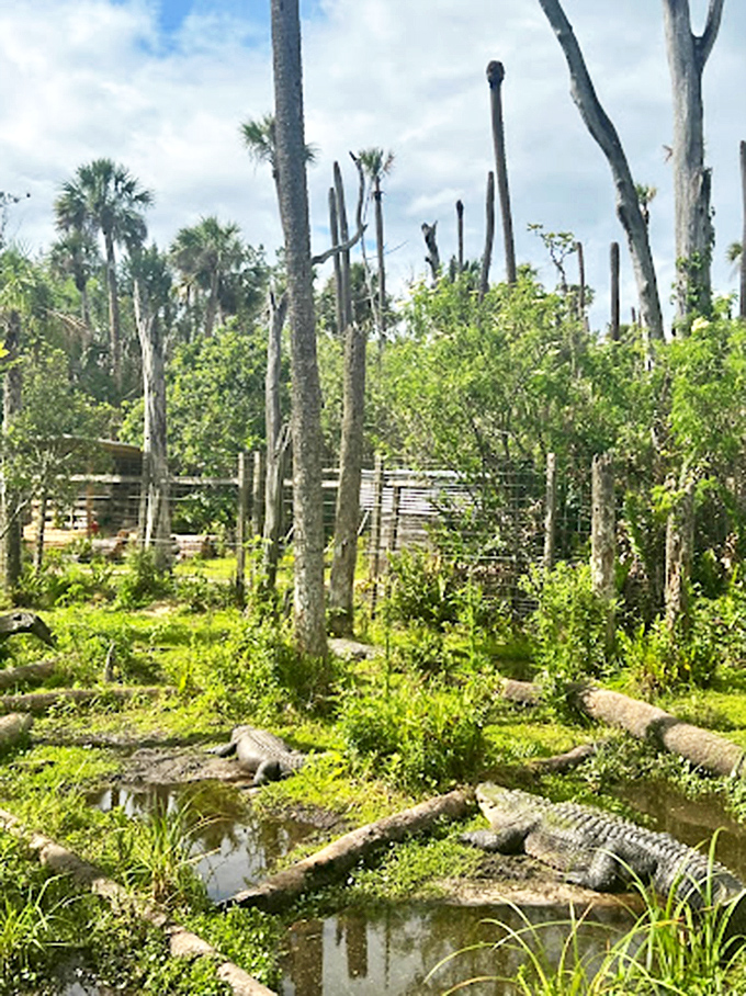 Beyond the concrete gator lies the real Florida&mdash;a lush landscape that reminds you why they call this the Sunshine State.