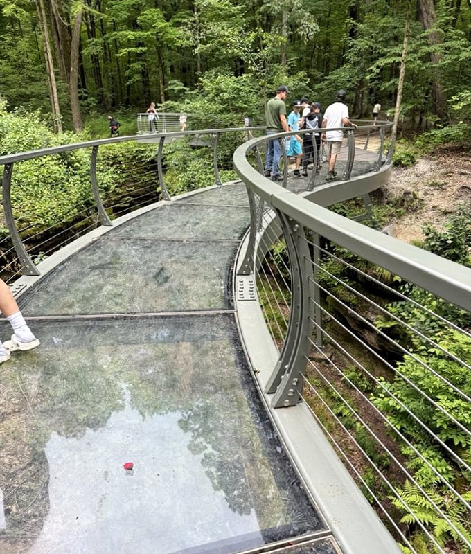 The observation platform offers vertigo-inducing views of the gorge below. Engineering meets nature in this curved walkway that seems to float above the forest floor.