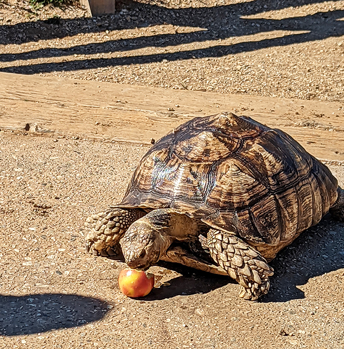 Even the local wildlife moves at a relaxed SoCal pace. This tortoise clearly got the memo about stopping to enjoy the scenery.