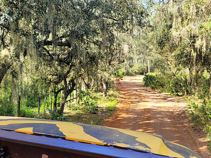 Spanish moss drapes over this rustic trail like nature's own decoration. The perfect setting for an off-road adventure without leaving civilization too far behind.