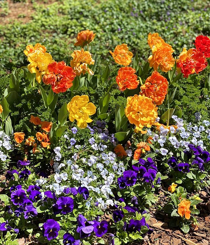 Orange tulips and purple pansies create a symphony of color that would make even the most serious person break into spontaneous smiles.