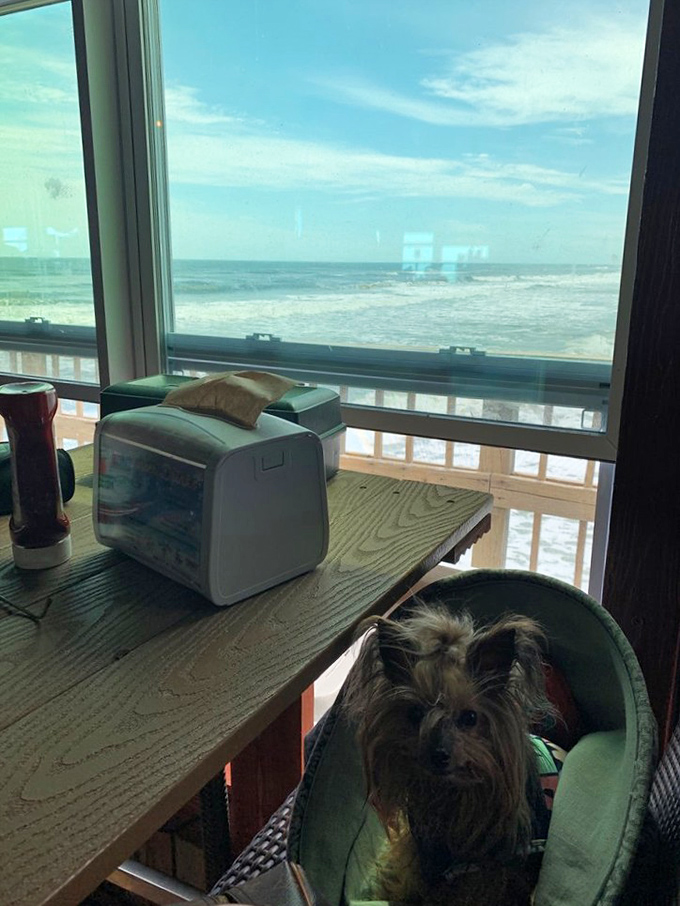 Even the dogs know where to find the best view in Daytona Beach. Four-legged food critics give this place two paws up.