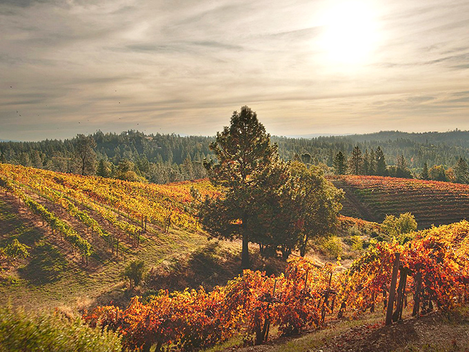 Wine country without the attitude! These El Dorado County vineyards produce stellar wines without Napa's traffic or prices – a win-win situation.
