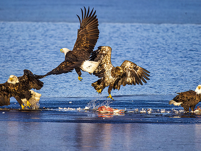 Bald eagles gather at nearby lakes, creating a wildlife spectacle more impressive than anything you'll see on your 4K television.