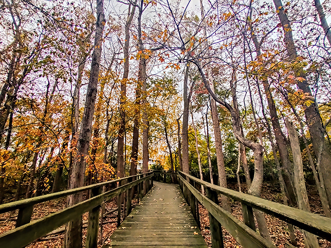 Autumn's paintbrush turns the boardwalk into a golden tunnel&mdash;like walking through a scene that Instagram filters have been trying to replicate for years. 