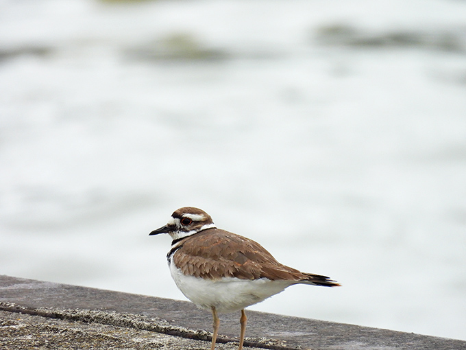 This killdeer has mastered the art of contemplative shoreline posing. Bird watching at Oak Point ranges from casual observation to competitive sport.