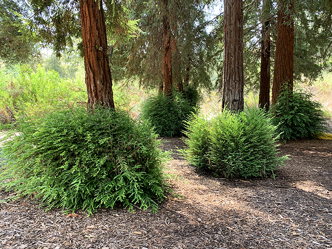 Young ferns and undergrowth create the forest's living carpet. These supporting actors are essential to the redwood ecosystem's ongoing show.