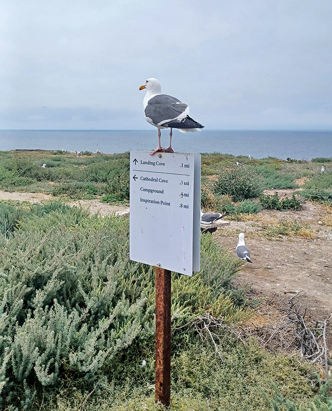 When even the directional signs double as bird perches, you know you've found a place where nature truly rules.
