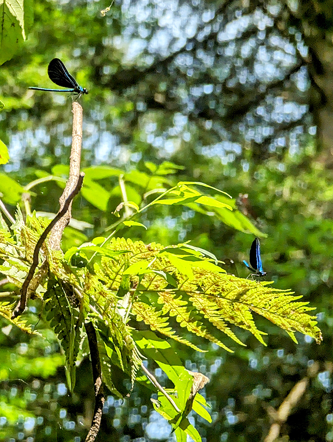 Electric-blue dragonflies dance above emerald ferns &ndash; nature's aerial ballet performed daily with no admission fee required. 