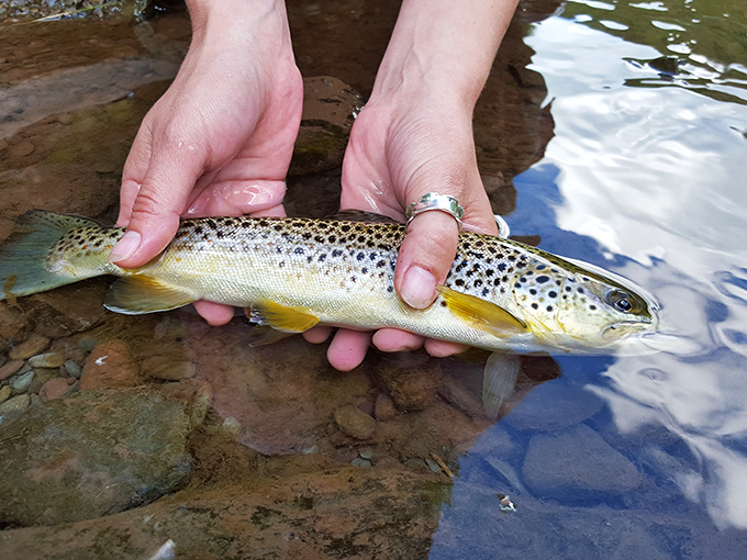 A wild brown trout, the living jewel of Pine Creek, momentarily pauses for its glamour shot before returning to its crystal-clear home.
