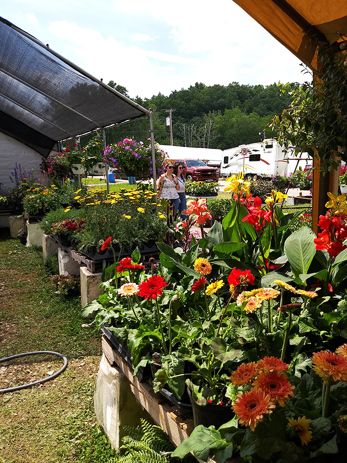 A riot of blooms that makes garden centers look positively restrained. These flowers aren't just plants&mdash;they're future conversations with envious neighbors.