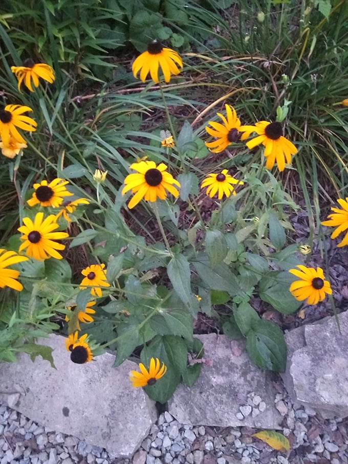 Wildflowers add splashes of sunshine yellow around the site, nature's cheerful reminder that beauty follows even the most intensive industrial use.