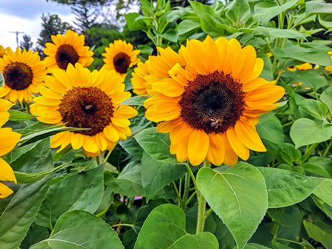 Even the flowers at Penn's Cave put on a show. These sunflowers are nature's way of saying, "The underground stuff is cool, but don't forget about us up here!"