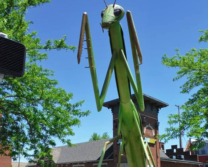 Morning light catches KokoMantis's angles perfectly, highlighting the artist's attention to detail in creating this magnificent metal arthropod.