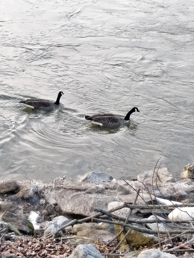 Canada geese couples cruising the Susquehanna like they own the place. These feathered tourists never worry about exchange rates or hotel reservations.