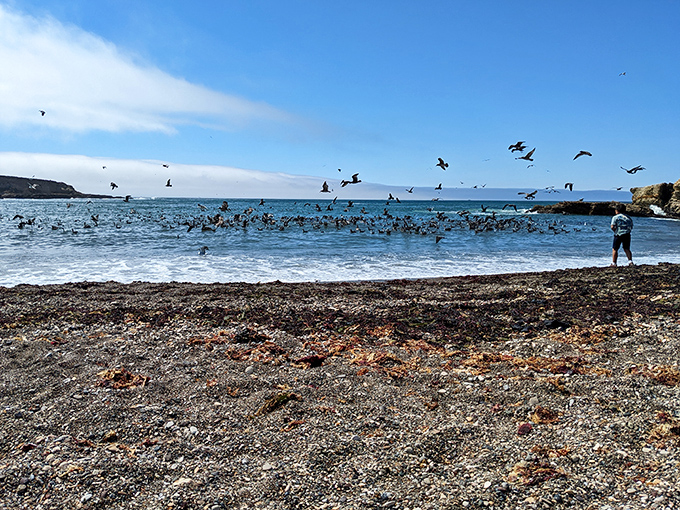 Hitchcock would be jealous of this scene. Hundreds of seabirds create living, moving art against the backdrop of crashing waves.