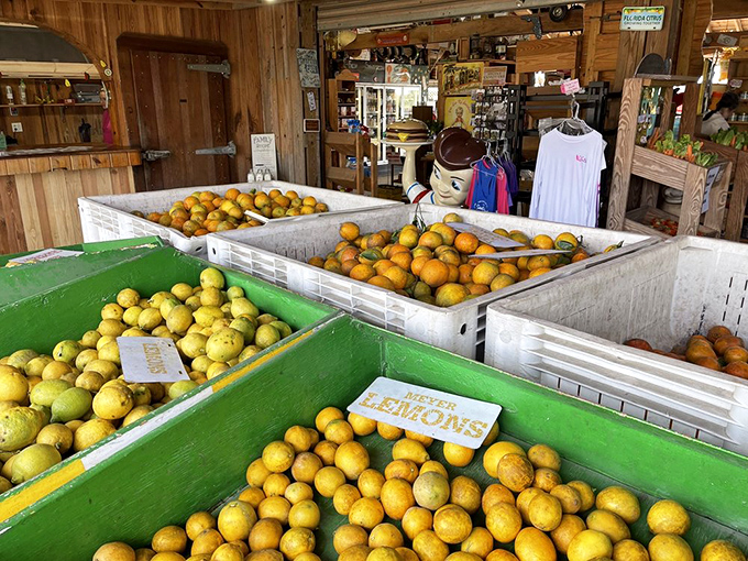 Golden lemons pile high like edible sunshine, each one bursting with more vitamin C than your medicine cabinet.