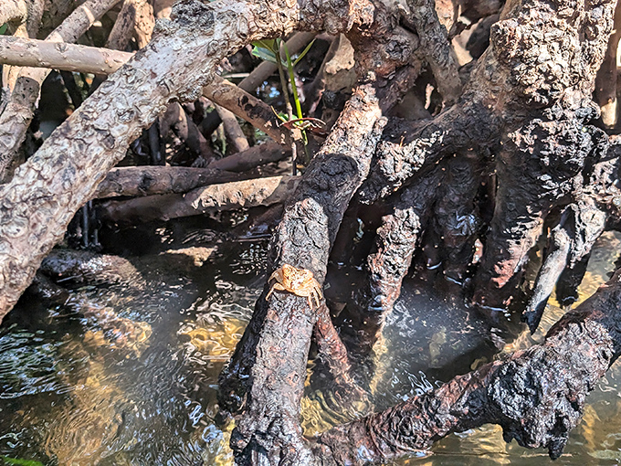 The intricate root system that makes mangroves nature's coastal defenders. Like something from a sci-fi film, these twisted limbs create underwater habitats teeming with life.