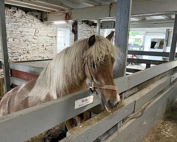 Meet your Uber driver from 1850. This miniature horse has more horsepower than meets the eye and never complains about traffic.