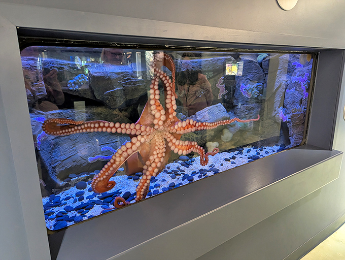 This magnificent octopus seems to pose for visitors, its intelligent eyes and graceful tentacles showcasing mollusk evolution at its most advanced.