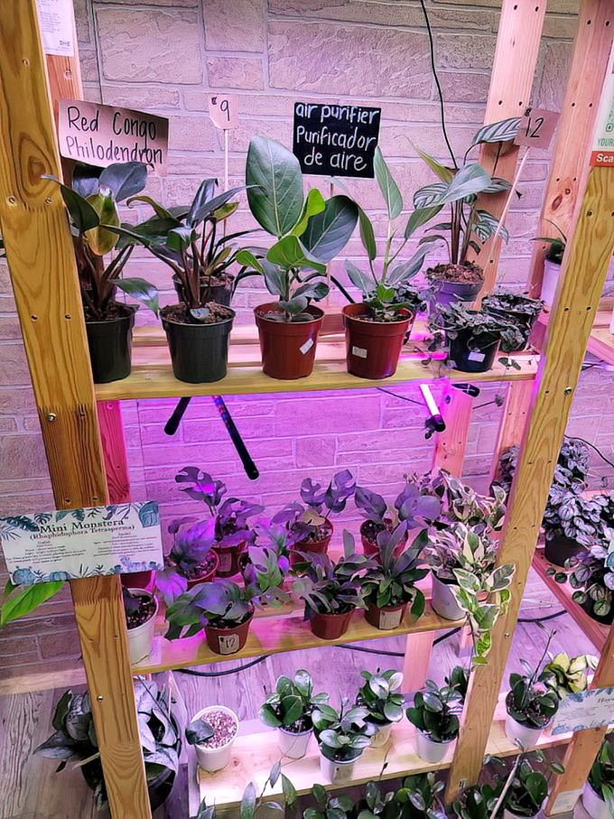 "Air purifiers," the sign helpfully notes in two languages, as lush philodendrons bask under grow lights. Nature finds a way, even indoors.