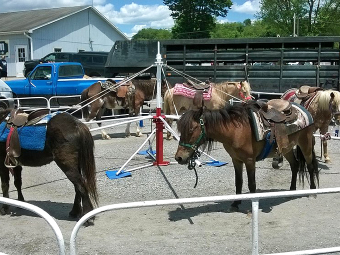 Pint-sized ponies patiently waiting to give children their first taste of horseback riding. Childhood memories in the making, one gentle trot at a time.