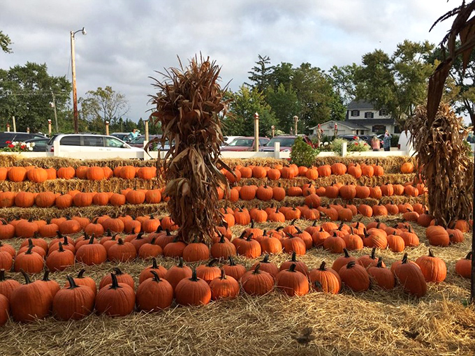 Pumpkin paradise awaits fall enthusiasts. Orange as far as the eye can see—it's like the Great Pumpkin exploded in the best possible way.