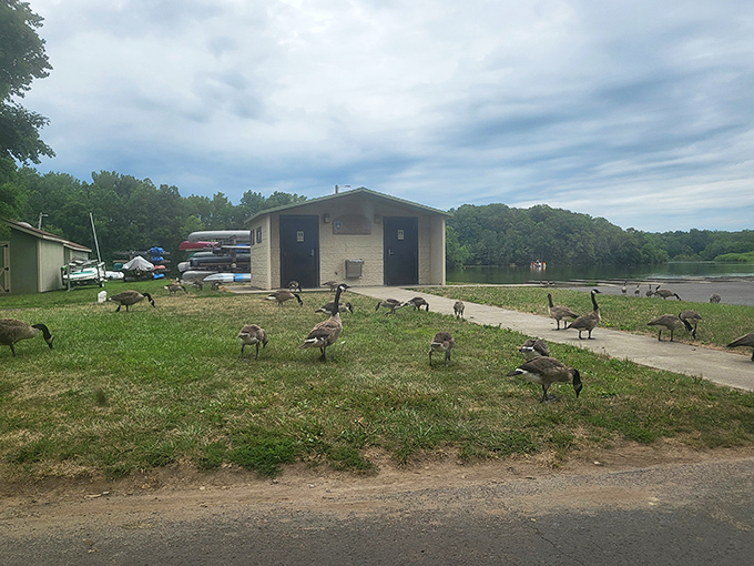 Even the geese appreciate the park facilities! These waddling locals have clearly established their own lakeside community.