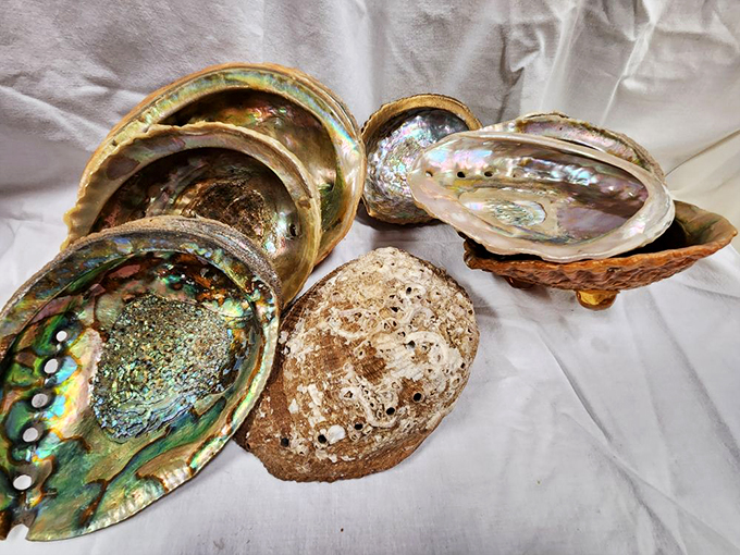 Mother Nature's most elegant architecture&mdash;abalone shells shimmer with iridescent blueprints of the ocean's artistic ambitions.