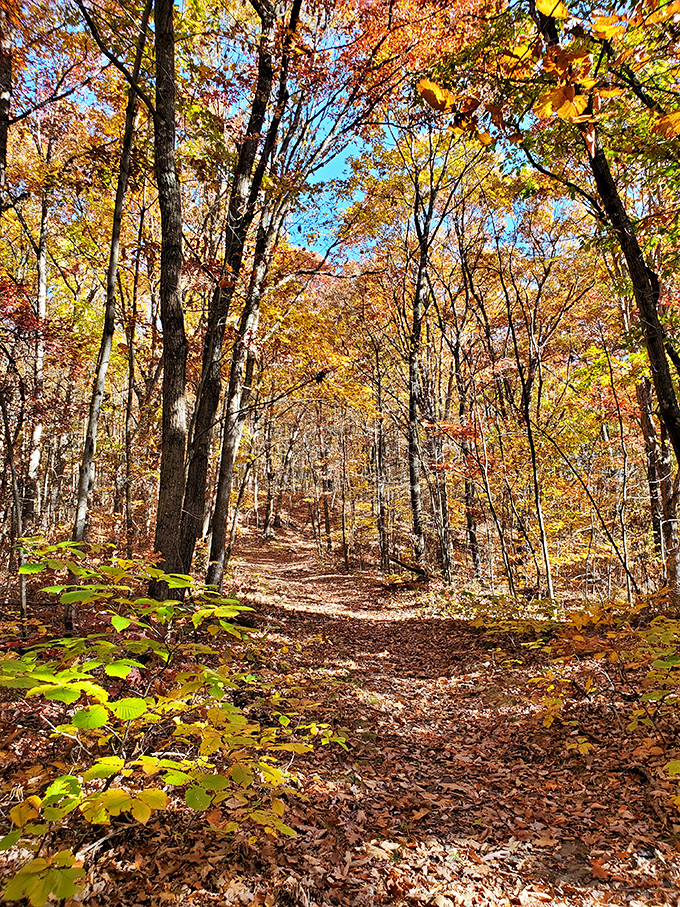 Fallen leaves carpet a winding forest path. Autumn hikes offer the perfect combination of crisp air, stunning colors, and geological discoveries.