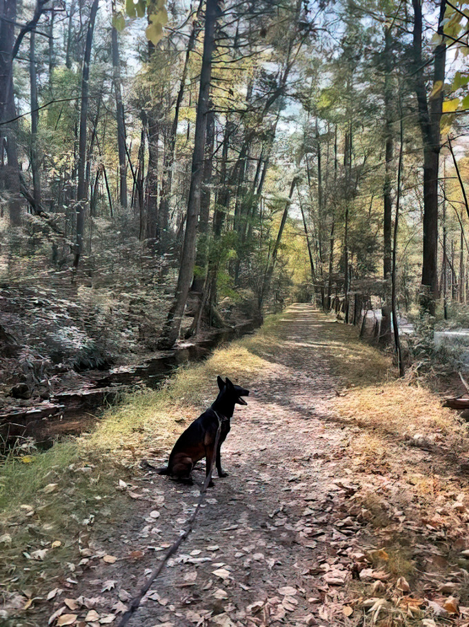 A trail companion pauses, perhaps contemplating the path ahead or just waiting for you to drop that sandwich. Nature's best hiking buddy.